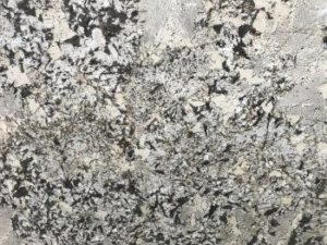 Crema Delicatus - Grand Strand Marble